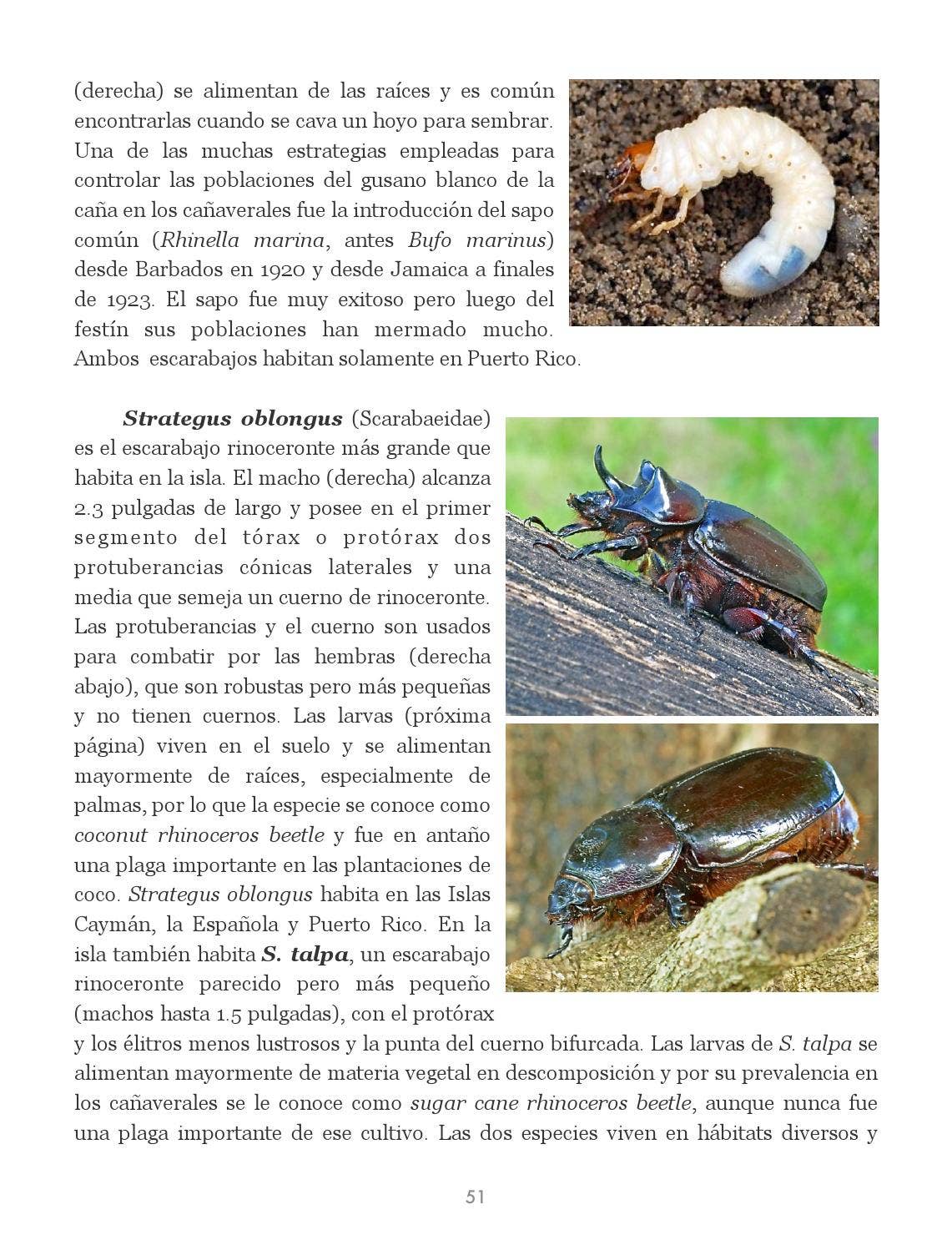 Insectos de Puerto Rico by La Colección Puertorriqueña - Issuu