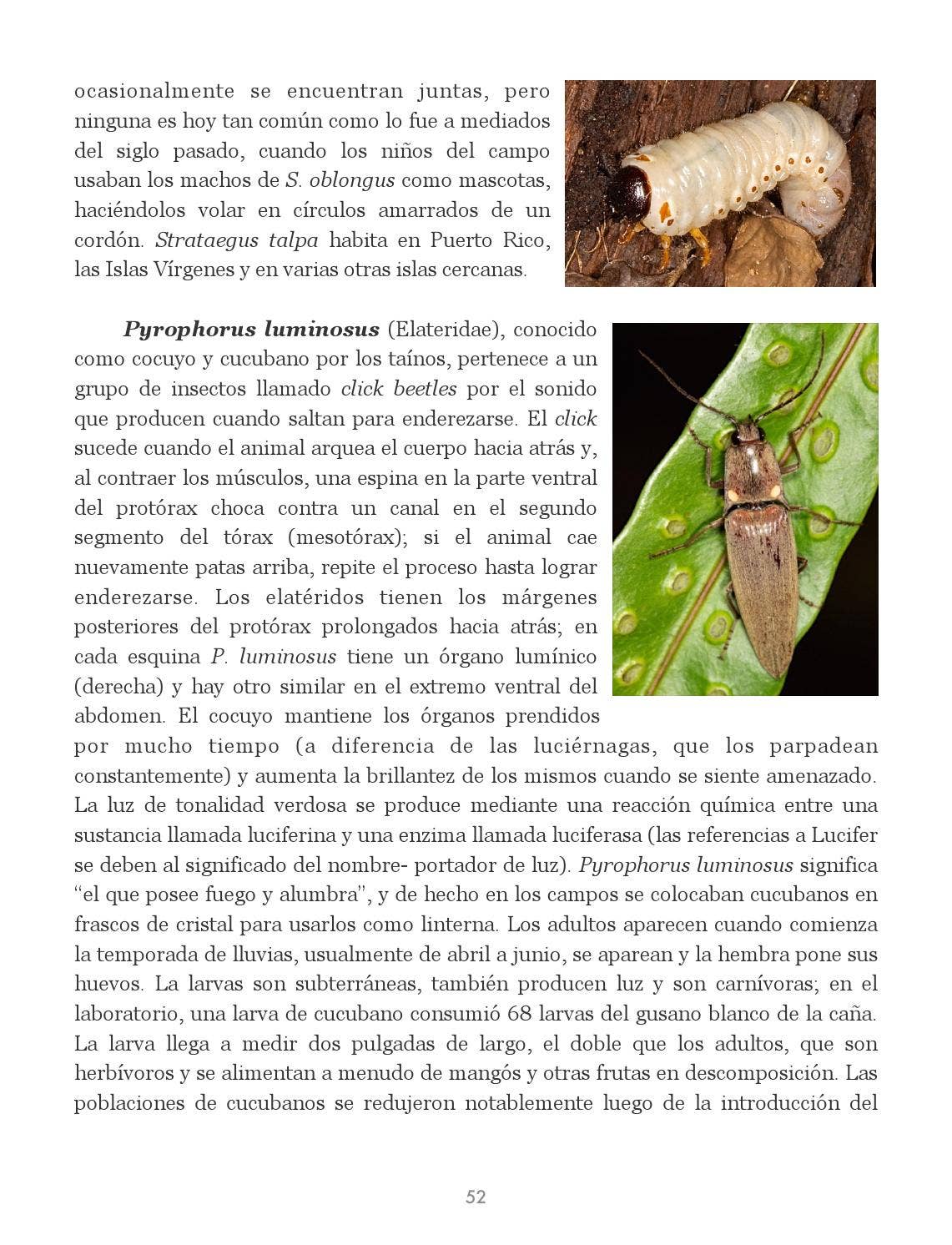 Insectos de Puerto Rico by La Colección Puertorriqueña - Issuu