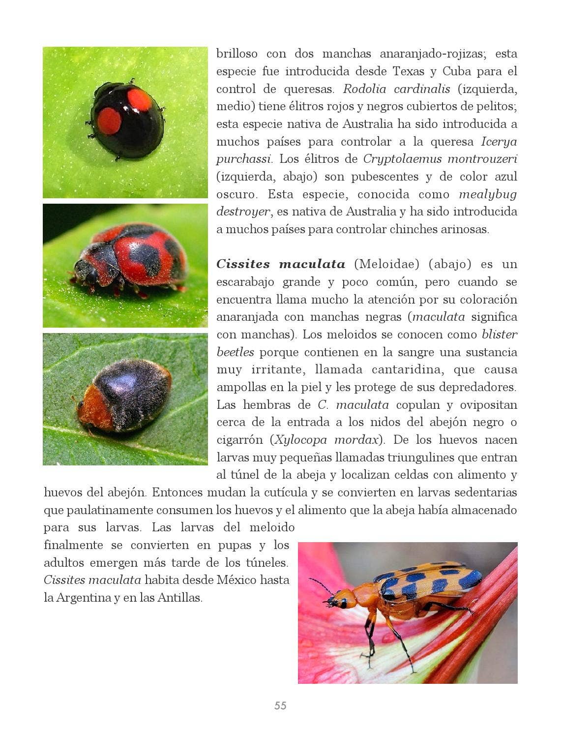 Insectos de Puerto Rico by La Colección Puertorriqueña - Issuu