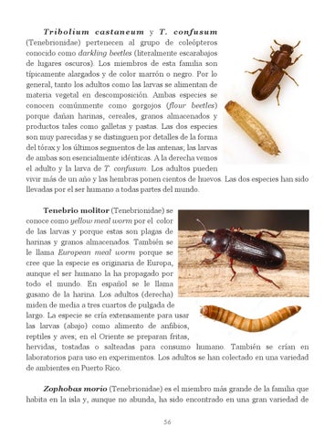 Insectos de Puerto Rico by La Colección Puertorriqueña - Issuu