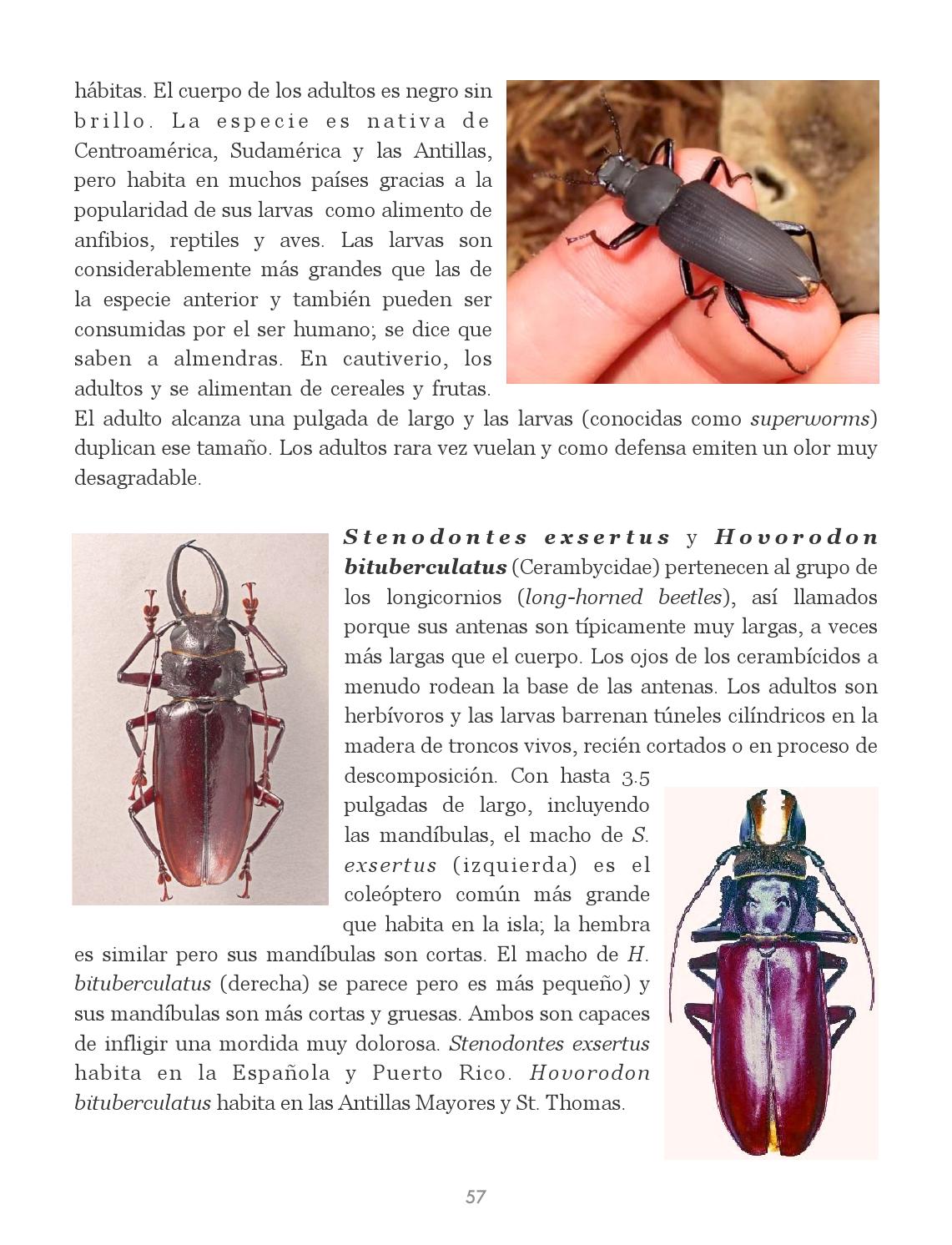 Insectos de Puerto Rico by La Colección Puertorriqueña - Issuu
