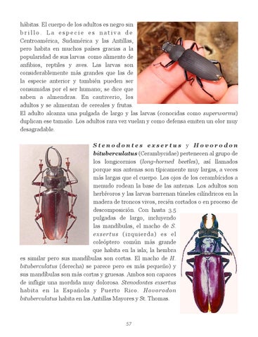 Insectos de Puerto Rico by La Colección Puertorriqueña - Issuu