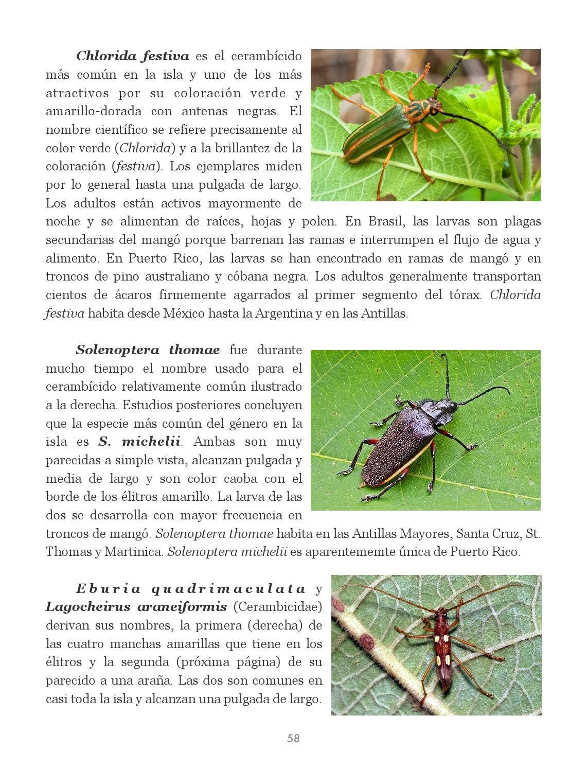 Insectos de Puerto Rico by La Colección Puertorriqueña - Issuu