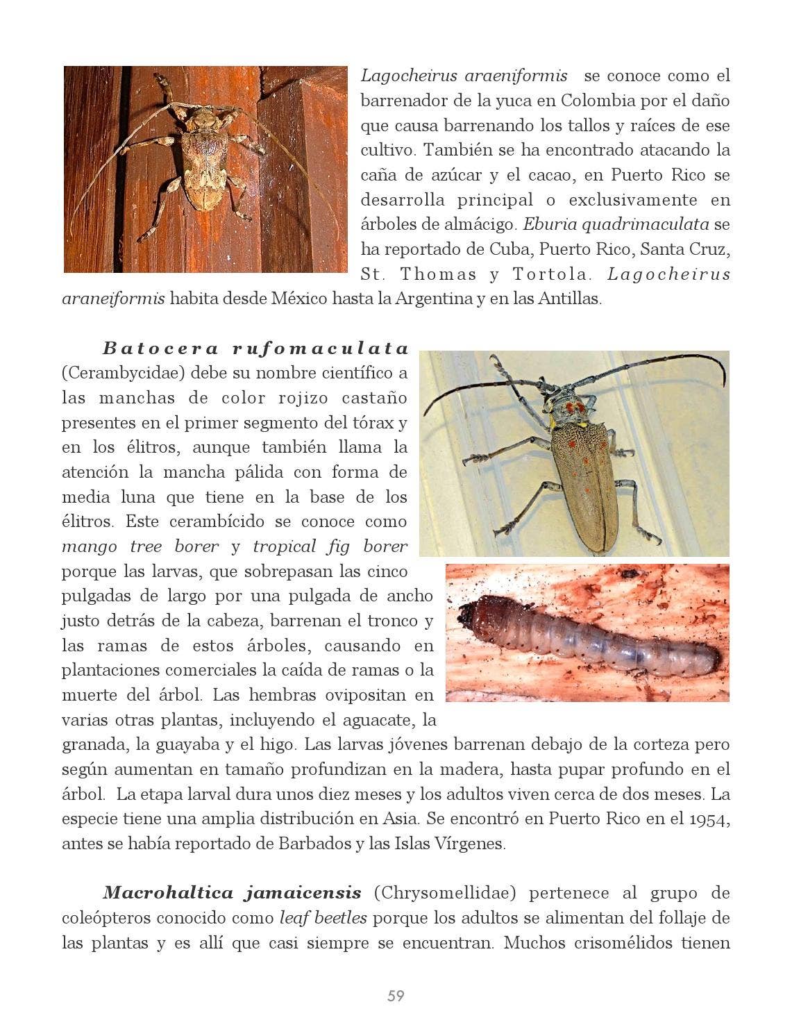 Insectos de Puerto Rico by La Colección Puertorriqueña - Issuu