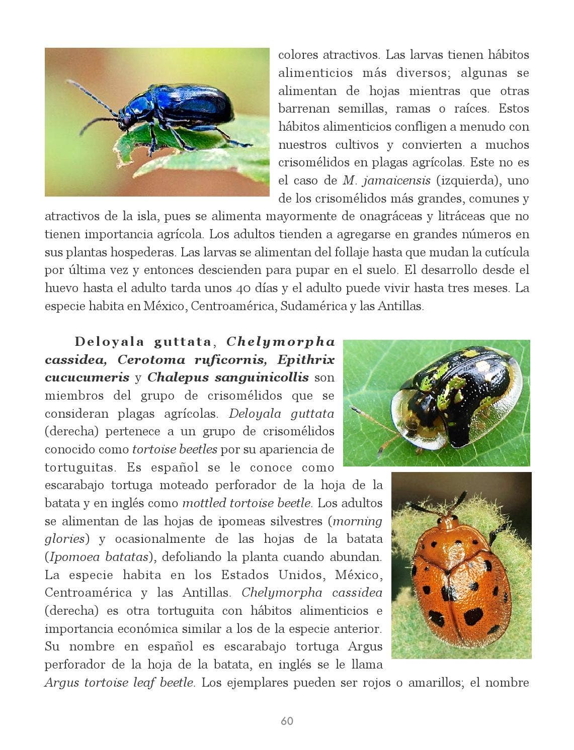 Insectos de Puerto Rico by La Colección Puertorriqueña - Issuu
