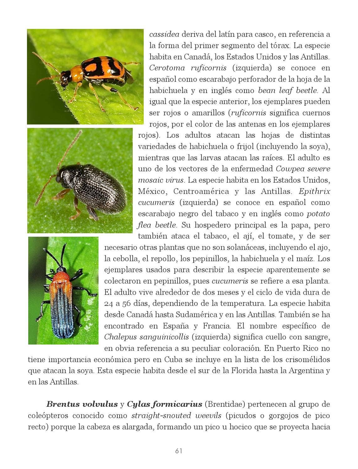 Insectos de Puerto Rico by La Colección Puertorriqueña - Issuu