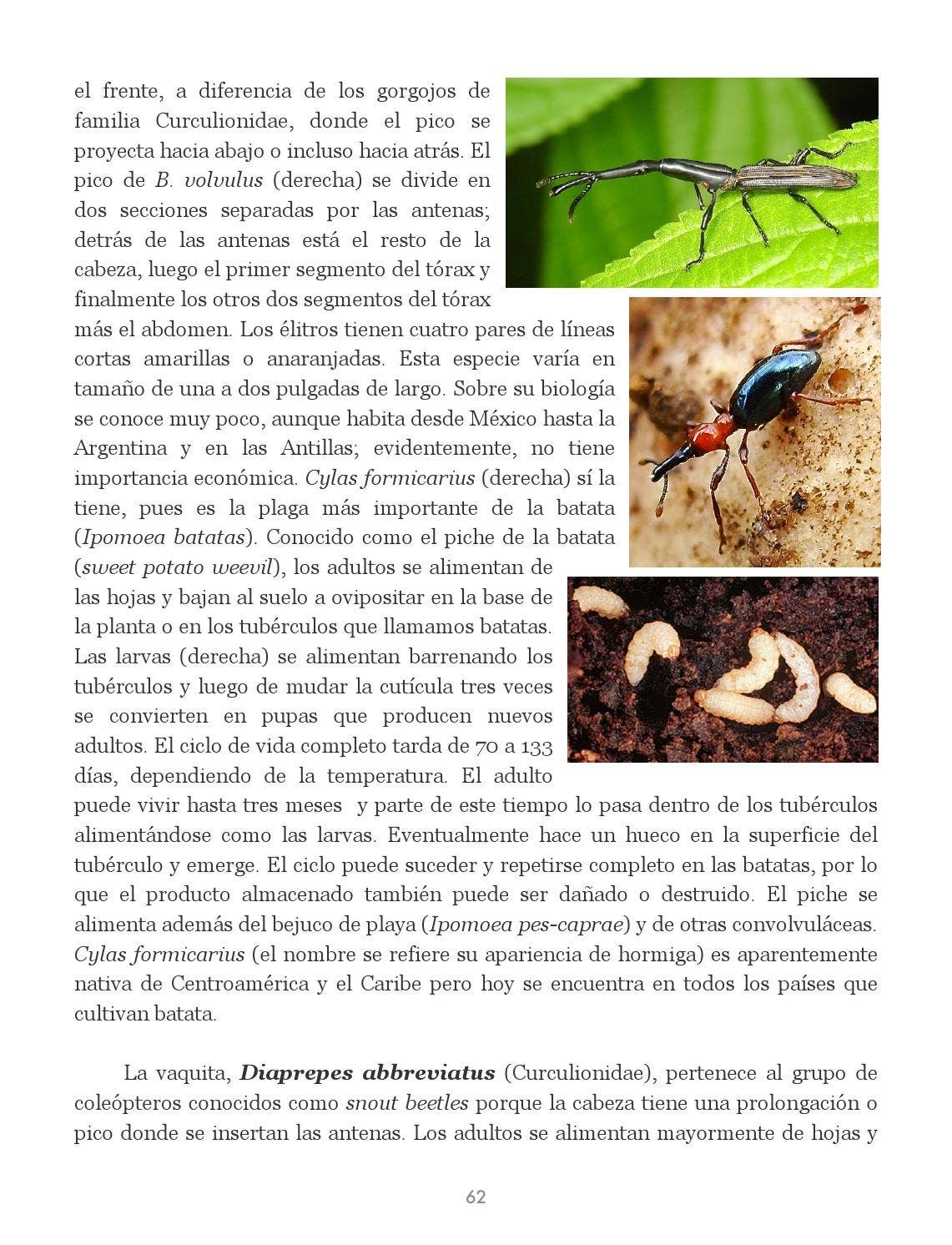 Insectos de Puerto Rico by La Colección Puertorriqueña - Issuu