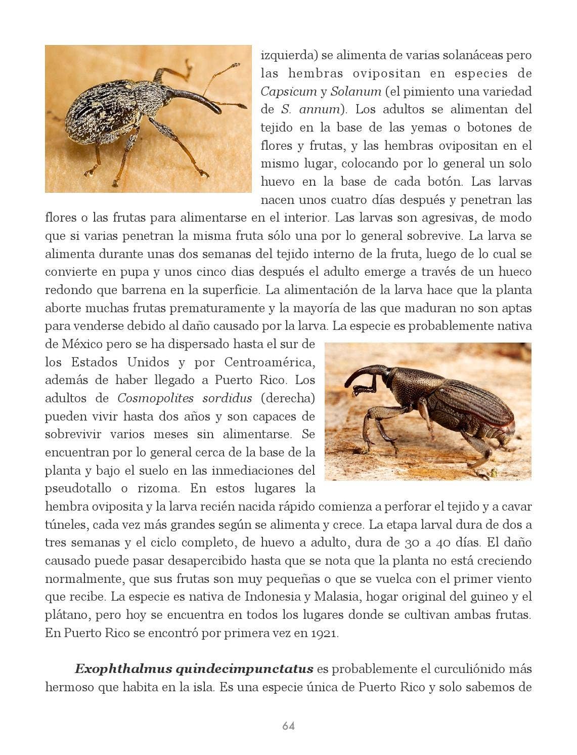 Insectos de Puerto Rico by La Colección Puertorriqueña - Issuu