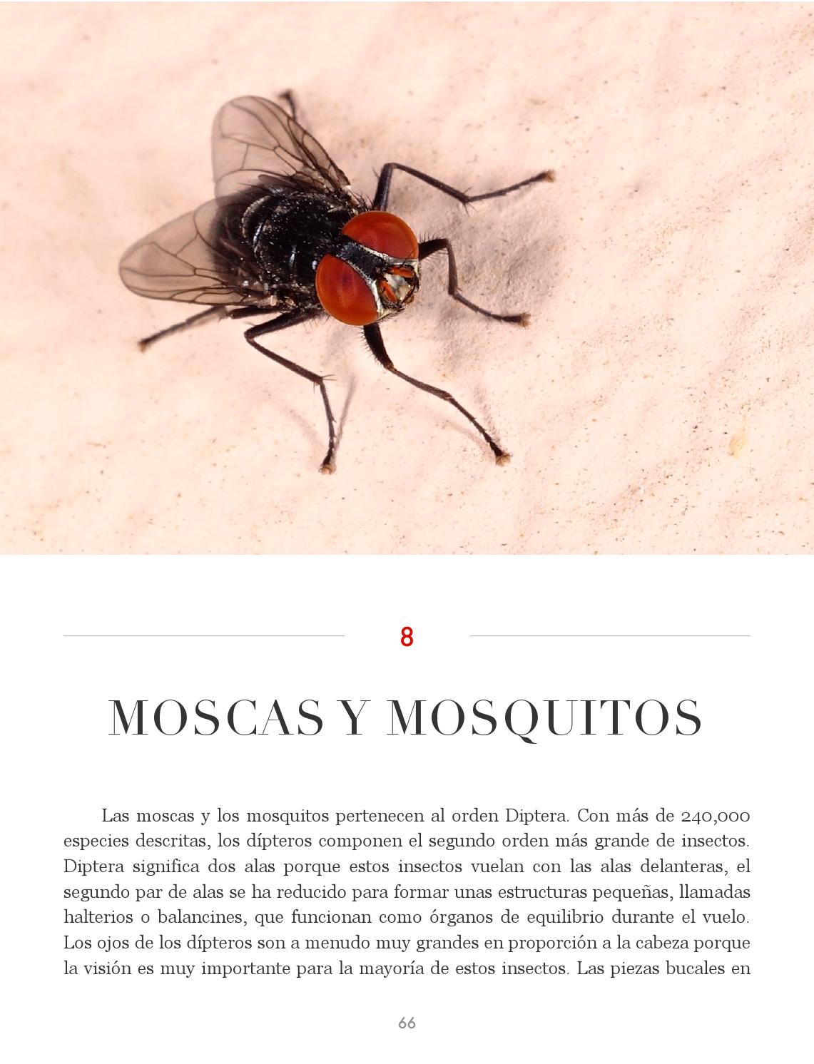 Insectos de Puerto Rico by La Colección Puertorriqueña - Issuu