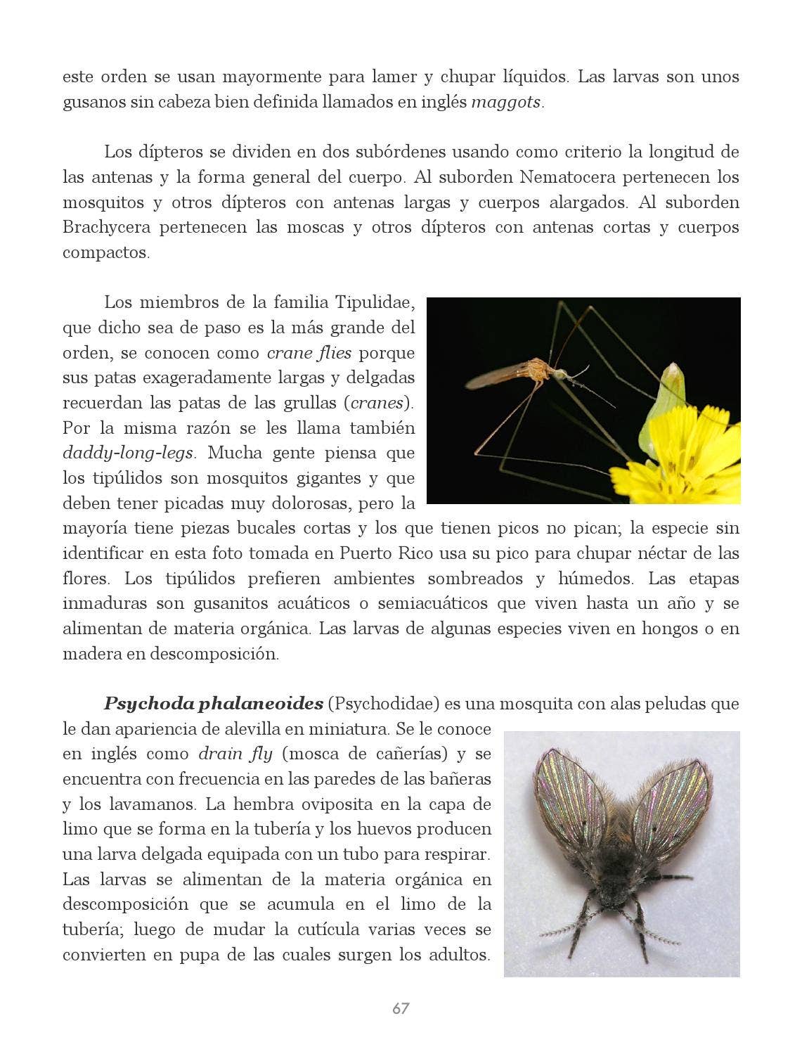 Insectos de Puerto Rico by La Colección Puertorriqueña - Issuu
