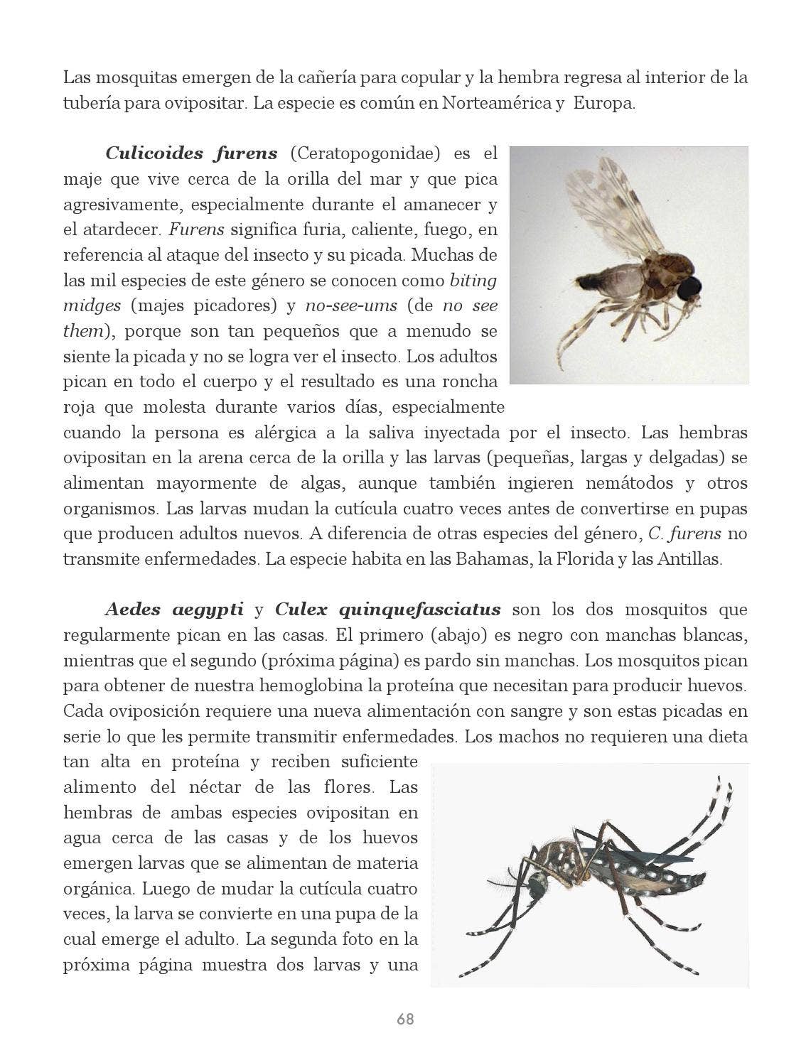 Insectos de Puerto Rico by La Colección Puertorriqueña - Issuu