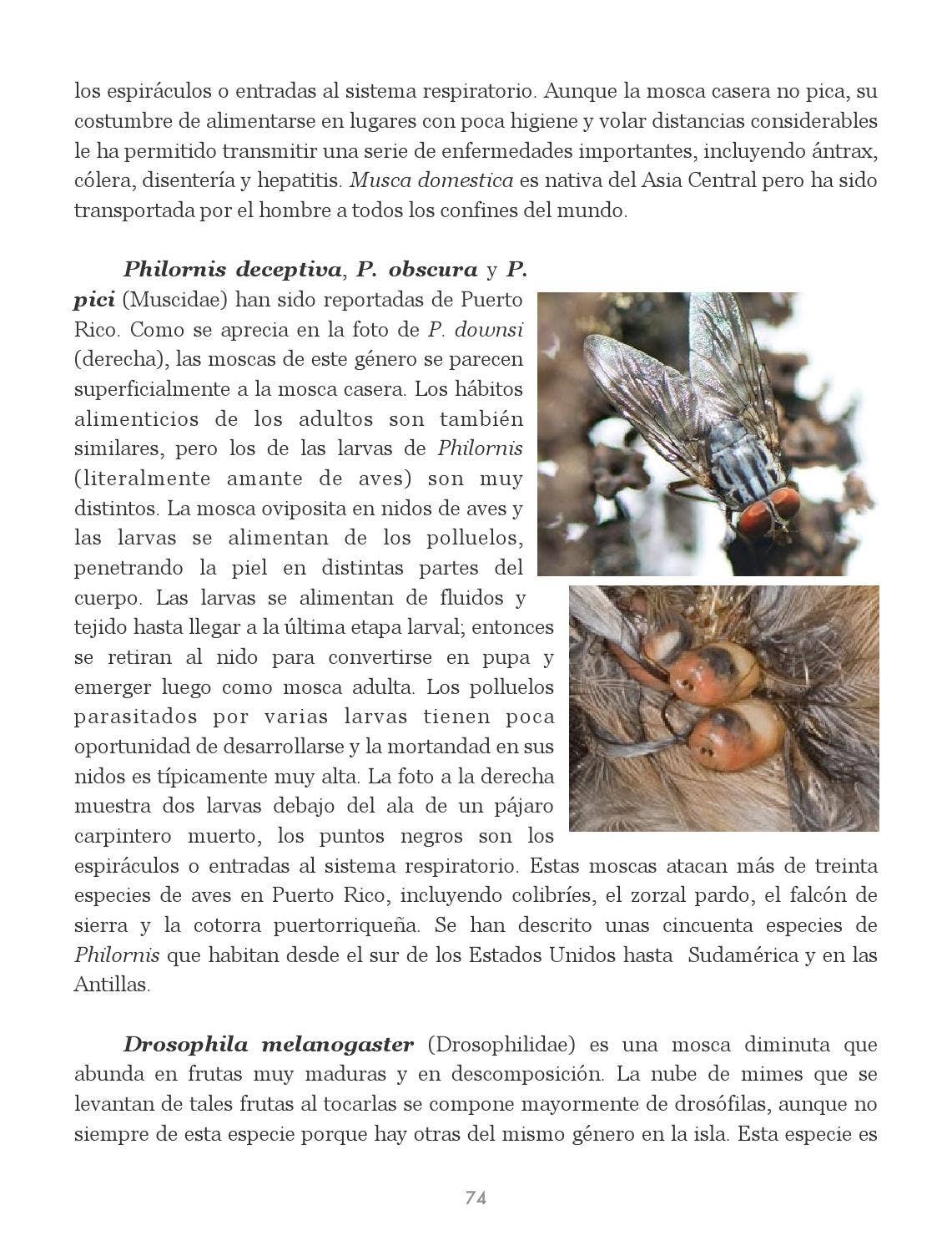 Insectos de Puerto Rico by La Colección Puertorriqueña - Issuu