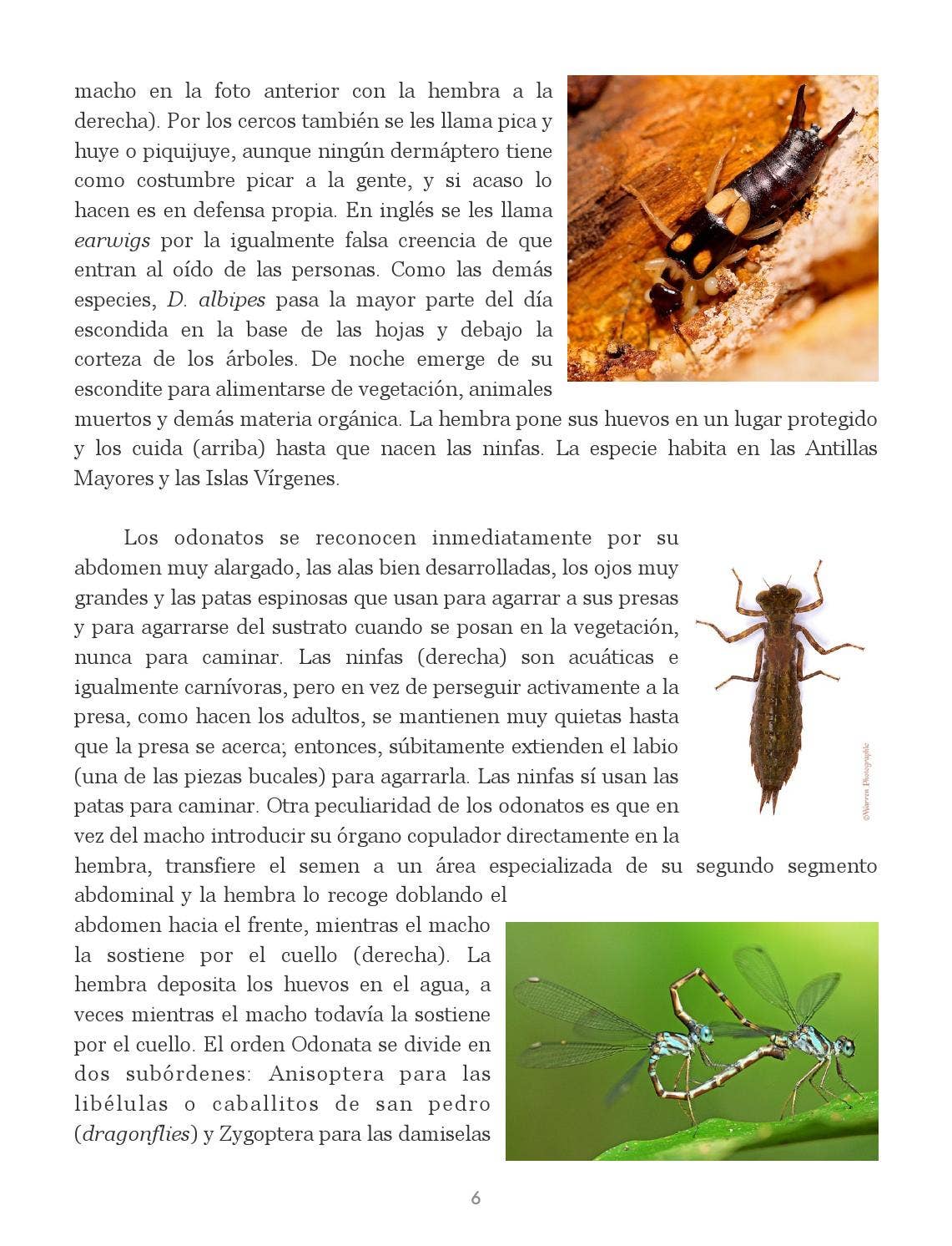 Insectos de Puerto Rico by La Colección Puertorriqueña - Issuu