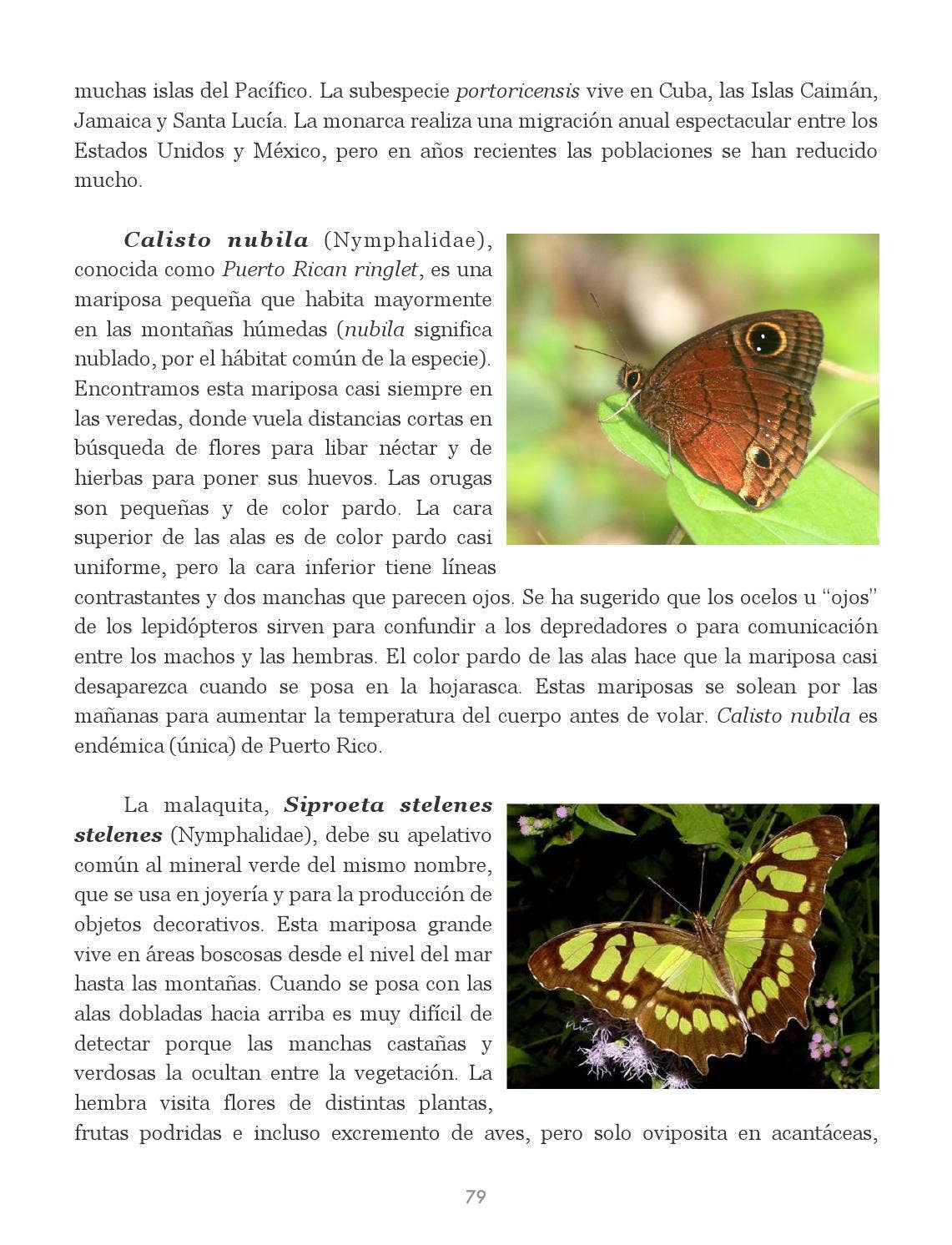 Insectos de Puerto Rico by La Colección Puertorriqueña - Issuu