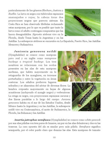 Insectos de Puerto Rico by La Colección Puertorriqueña - Issuu