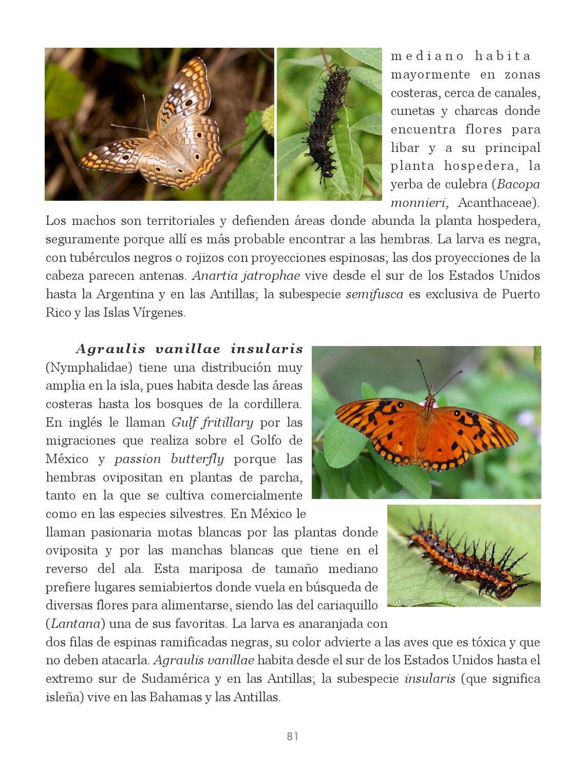 Insectos de Puerto Rico by La Colección Puertorriqueña - Issuu