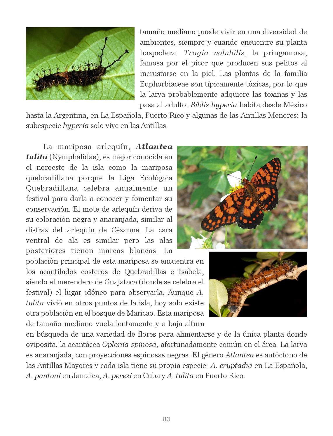 Insectos de Puerto Rico by La Colección Puertorriqueña - Issuu
