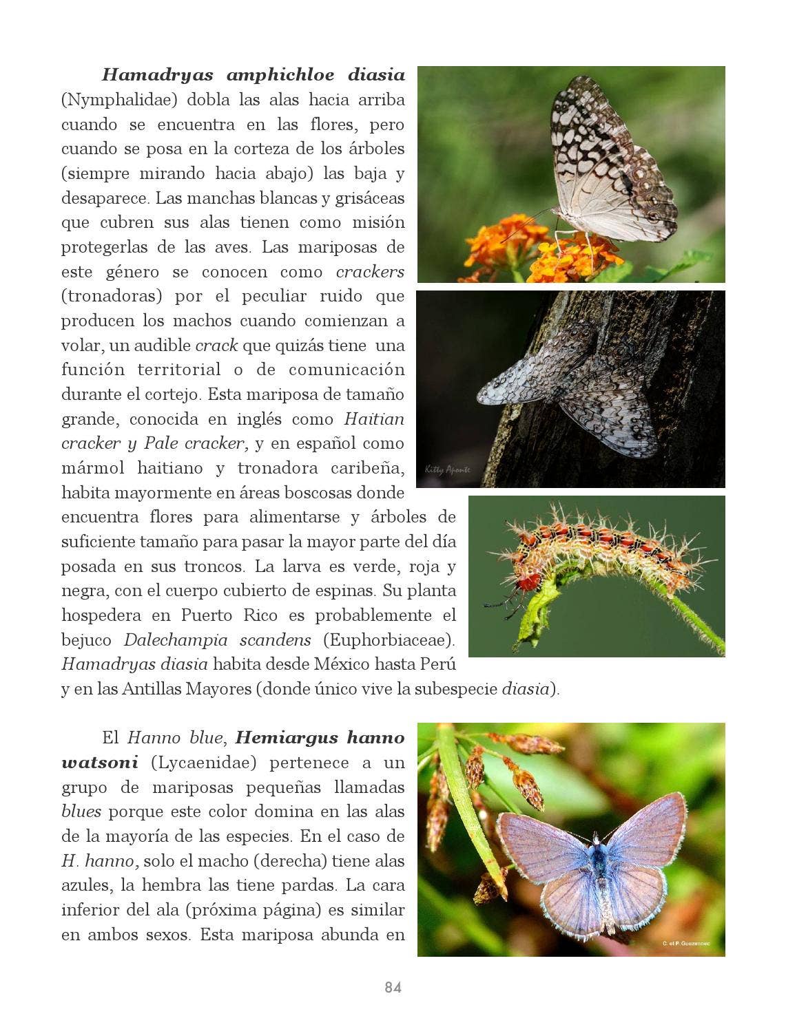 Insectos de Puerto Rico by La Colección Puertorriqueña - Issuu