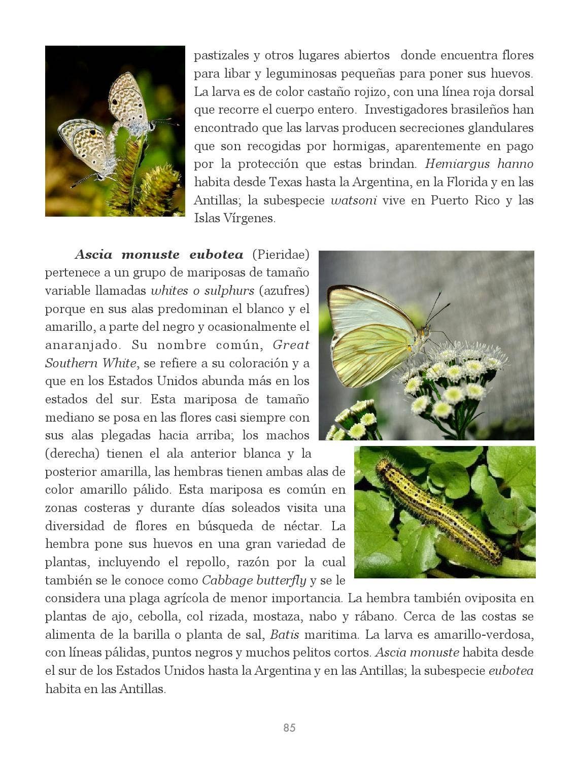 Insectos de Puerto Rico by La Colección Puertorriqueña - Issuu