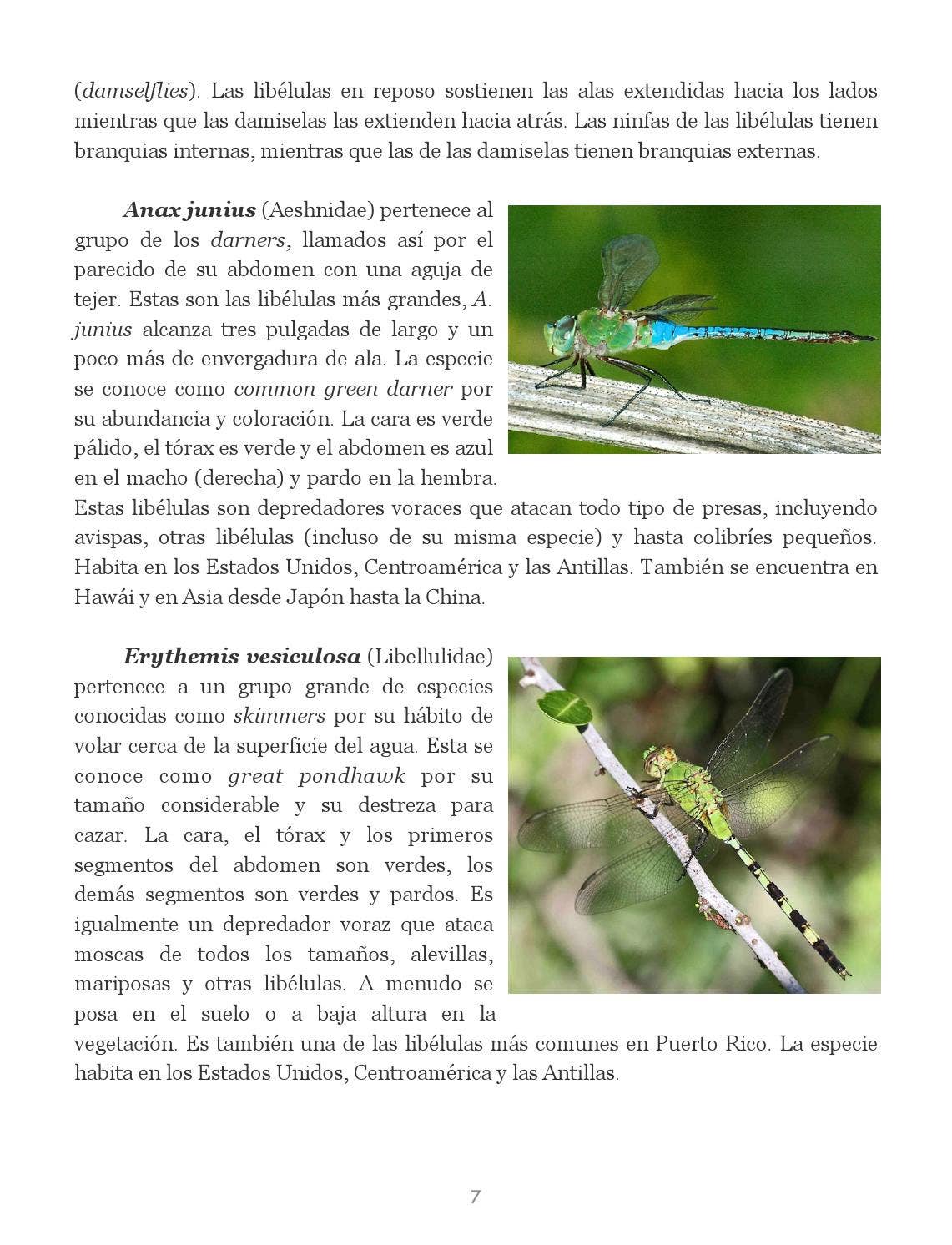 Insectos de Puerto Rico by La Colección Puertorriqueña - Issuu