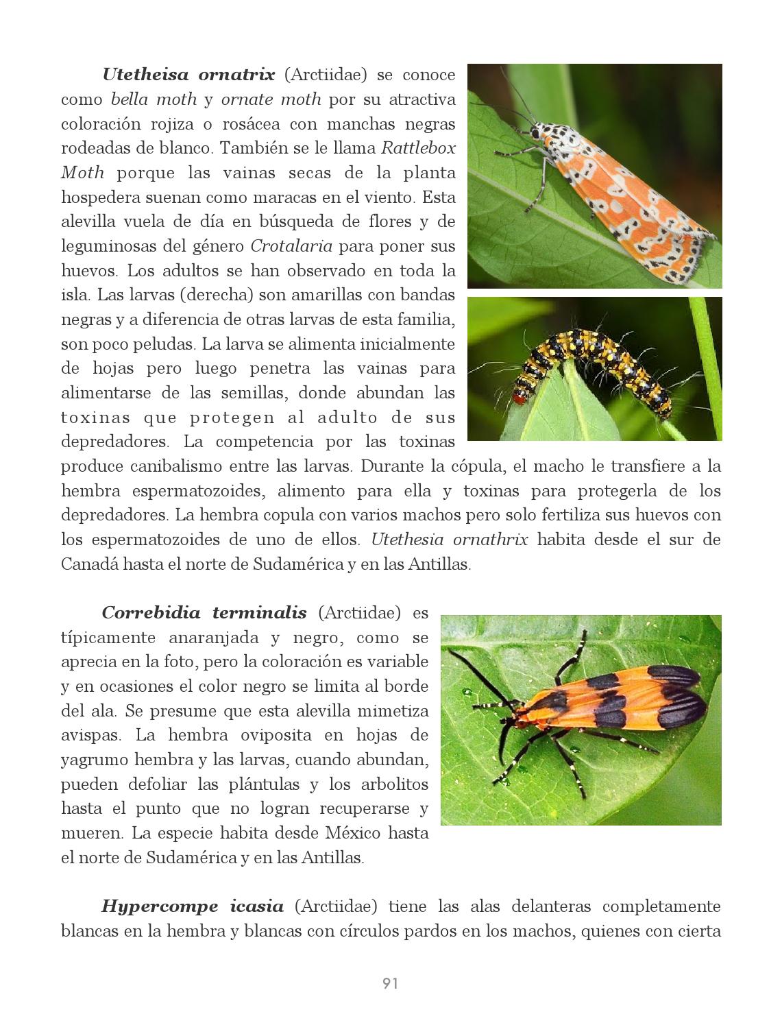 Insectos de Puerto Rico by La Colección Puertorriqueña - Issuu