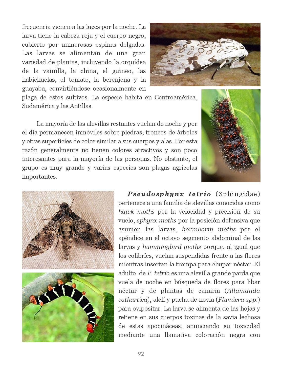 Insectos de Puerto Rico by La Colección Puertorriqueña - Issuu