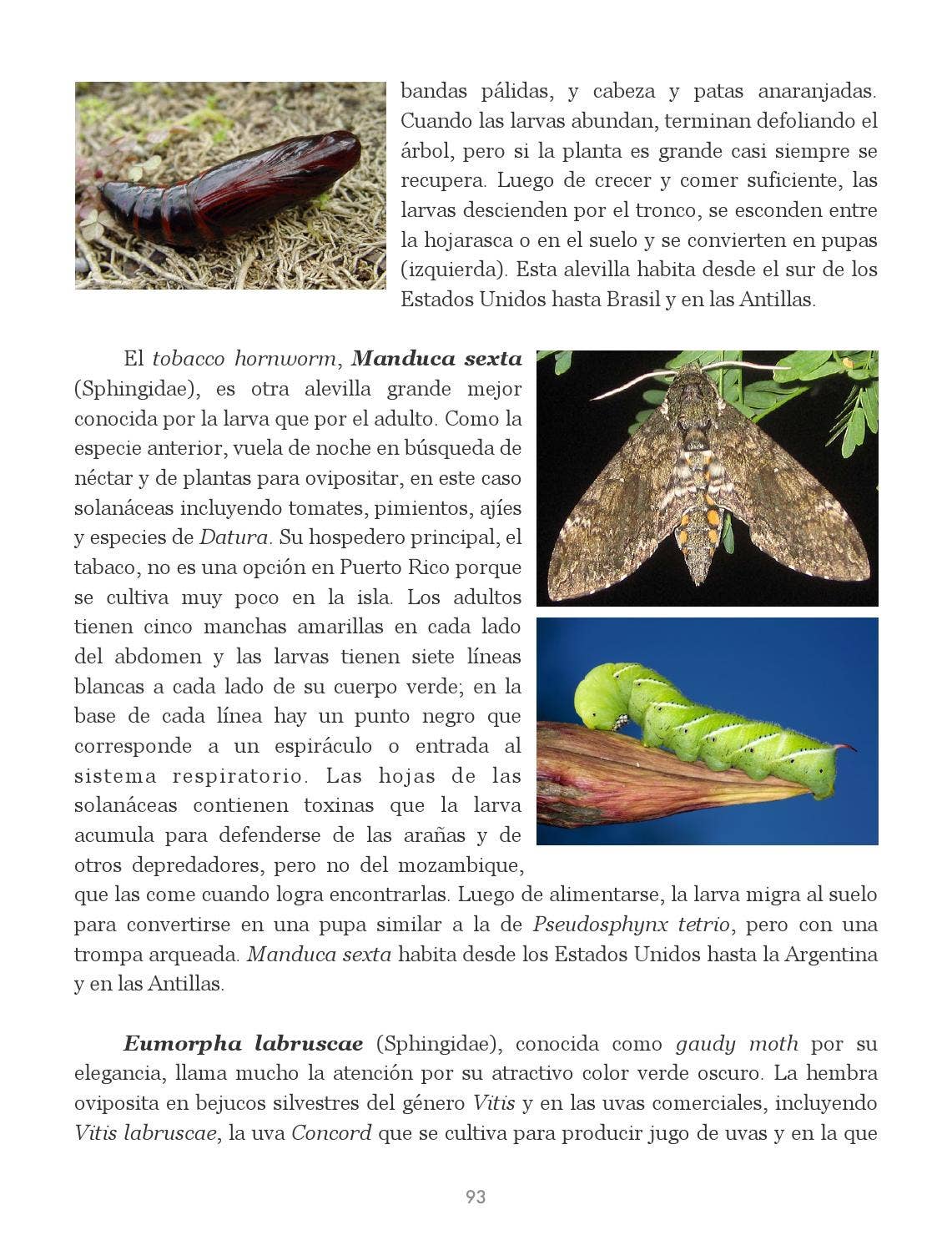 Insectos de Puerto Rico by La Colección Puertorriqueña - Issuu