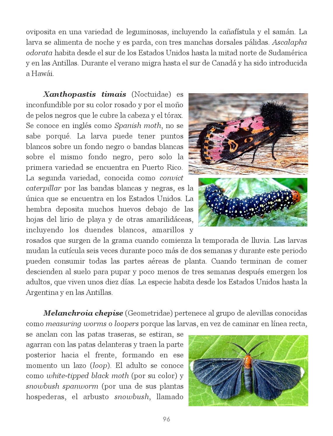 Insectos de Puerto Rico by La Colección Puertorriqueña - Issuu