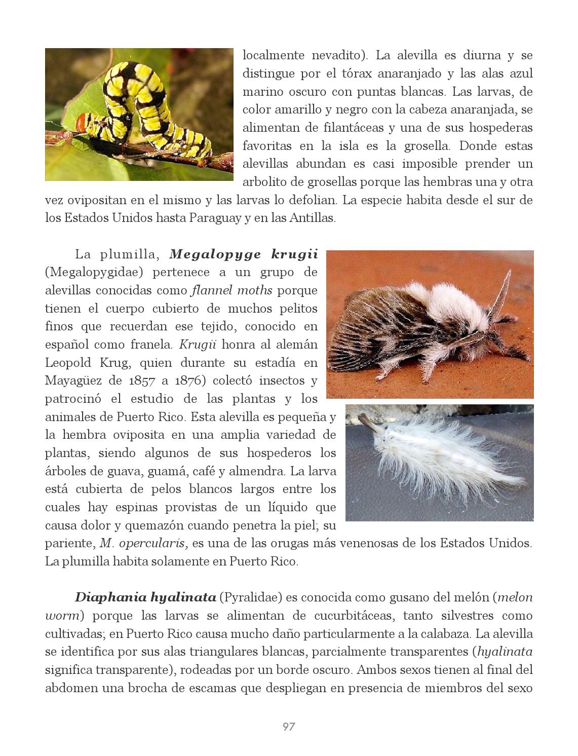 Insectos de Puerto Rico by La Colección Puertorriqueña - Issuu