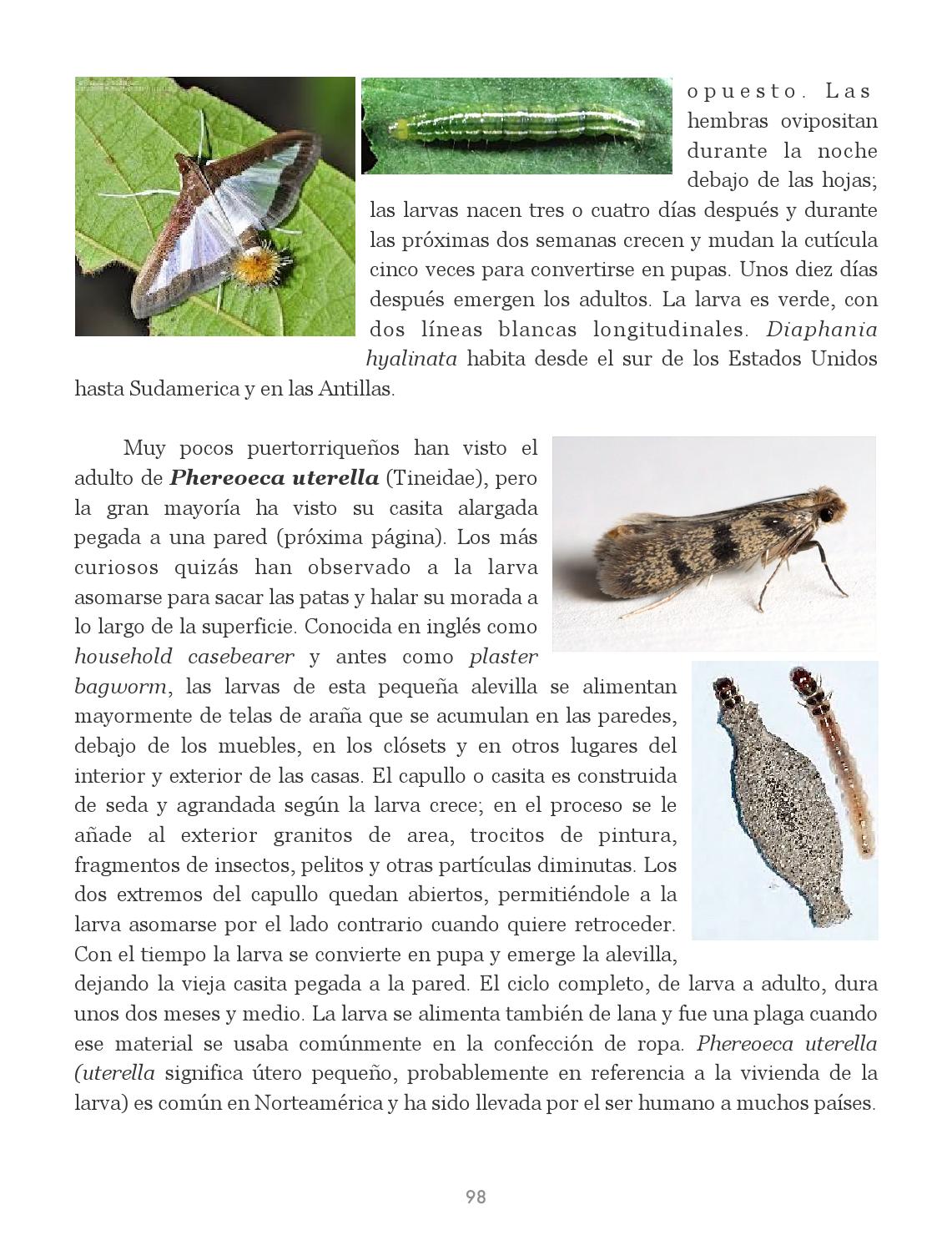 Insectos de Puerto Rico by La Colección Puertorriqueña - Issuu