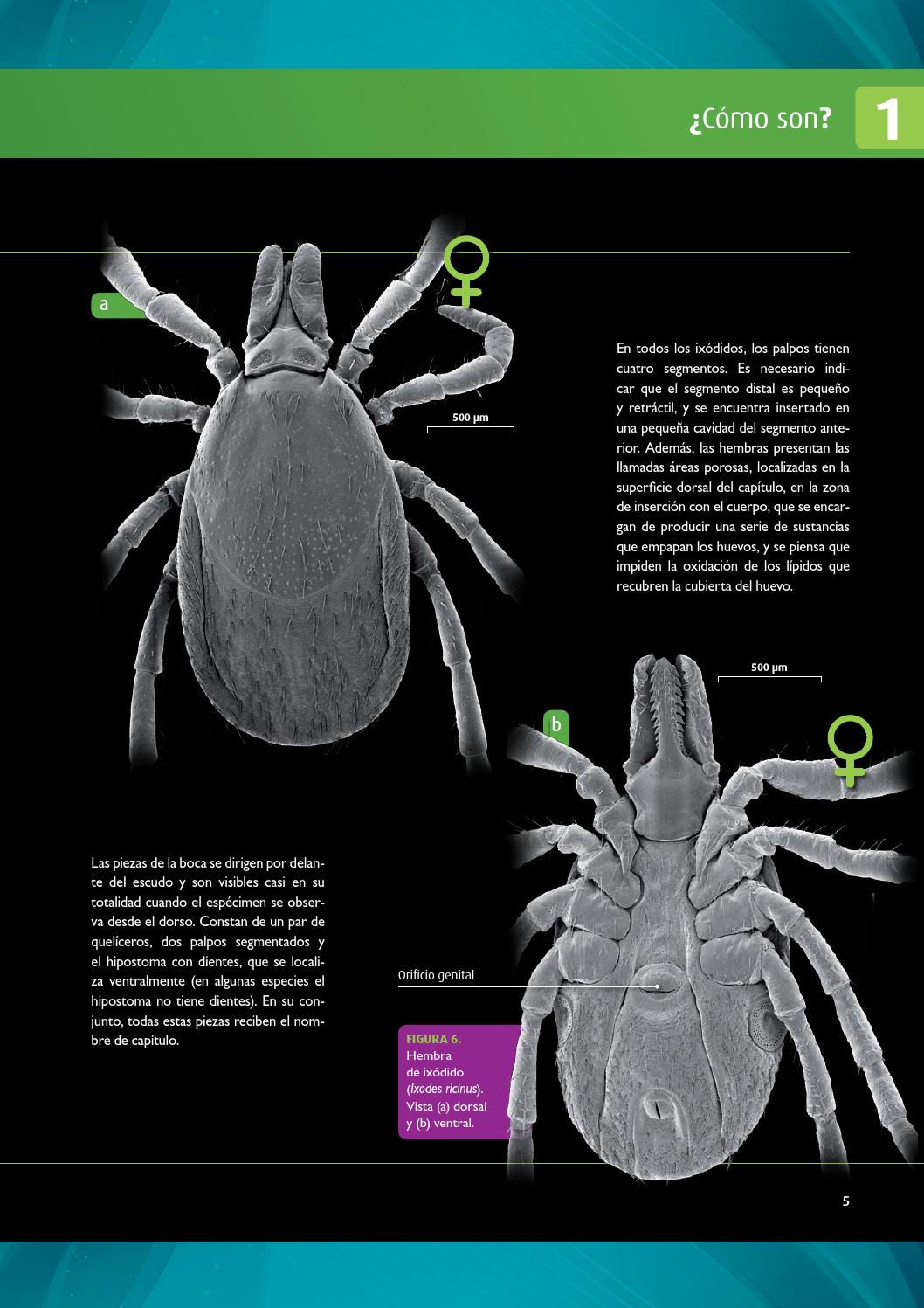 Garrapatas. Morfología, fisiología y ecología. Ed LATAM by Grupo Asís ...