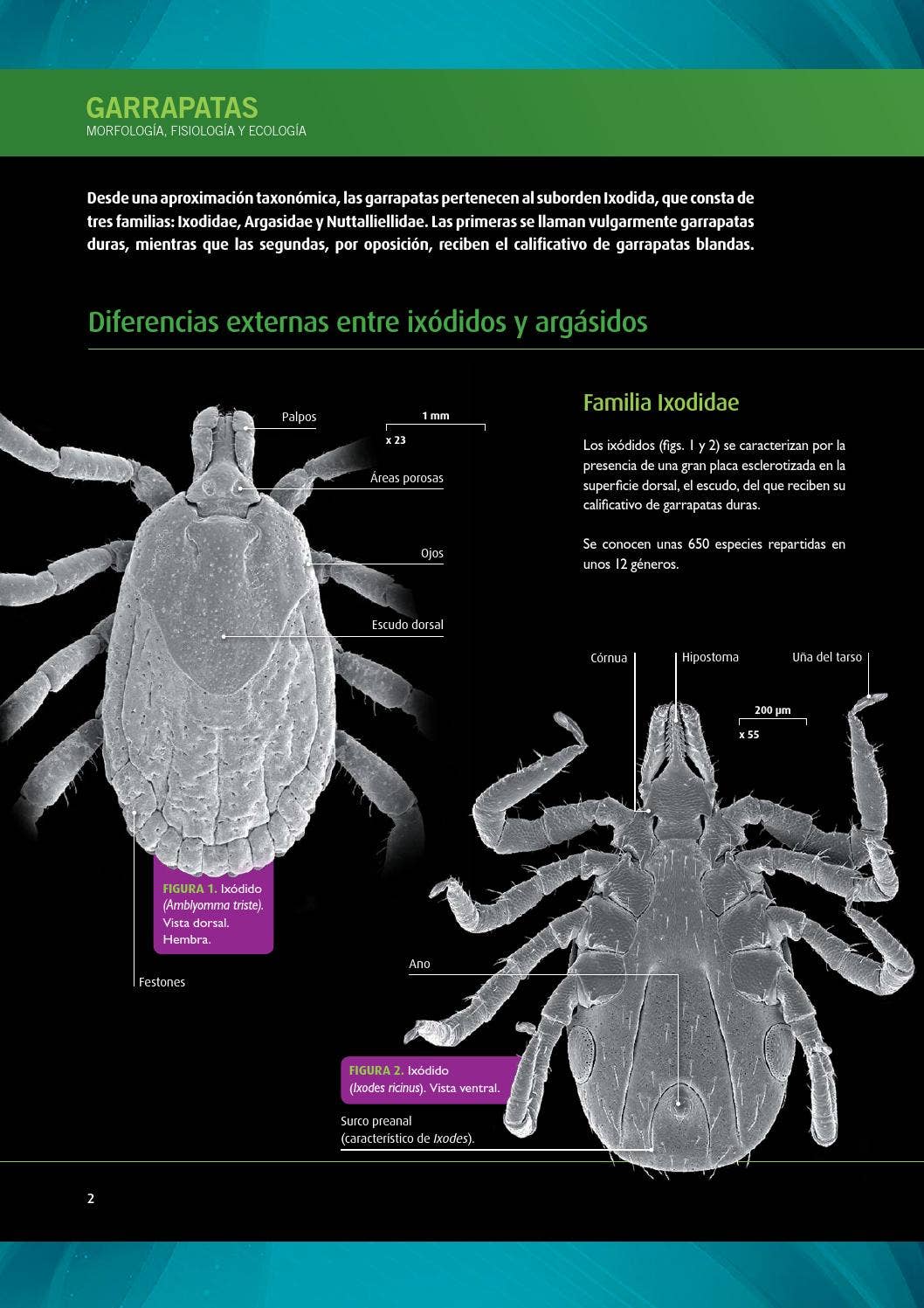 Garrapatas. Morfología, fisiología y ecología by Grupo Asís - Issuu