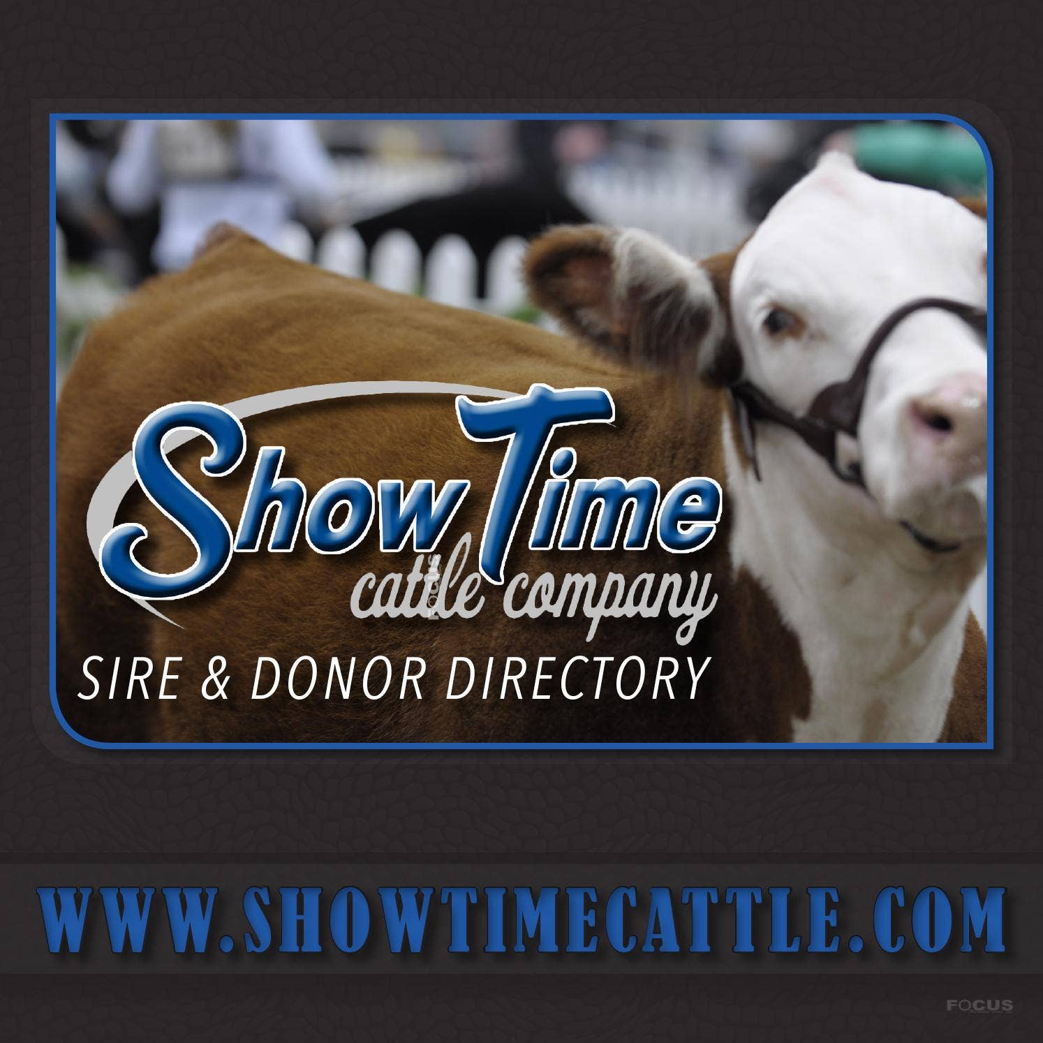 ShowTime Cattle Co. Sire & Donor Directory by Focus Marketing Group ...