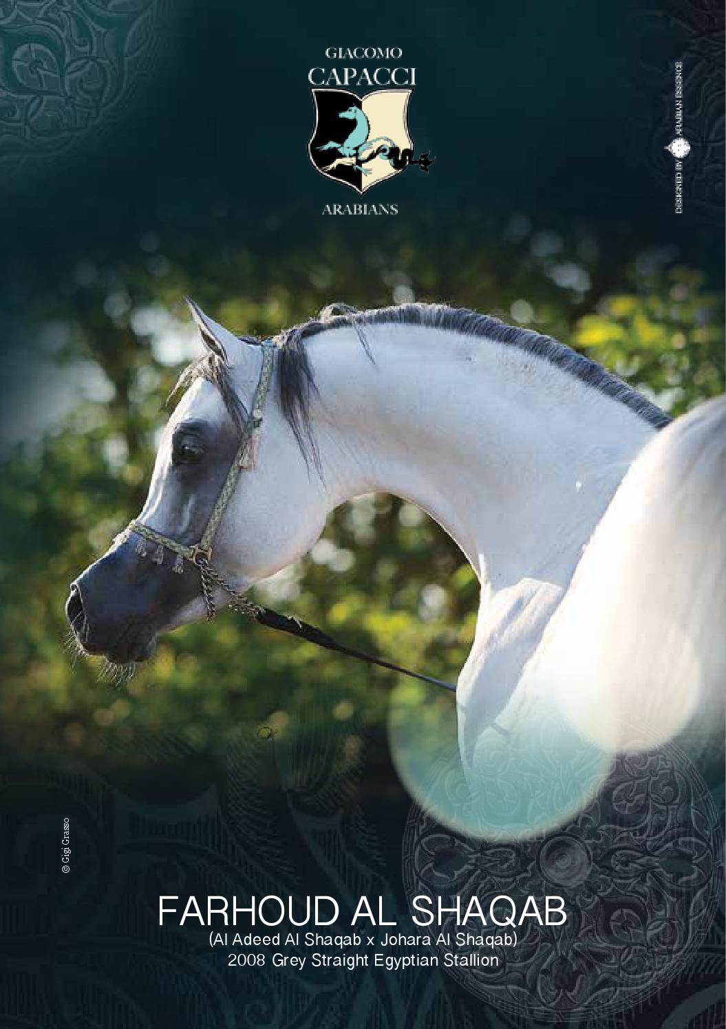 Farhoud Al Shaqab - Brochure - 2015 by ARABIAN ESSENCE di Elvis Giughera - Issuu