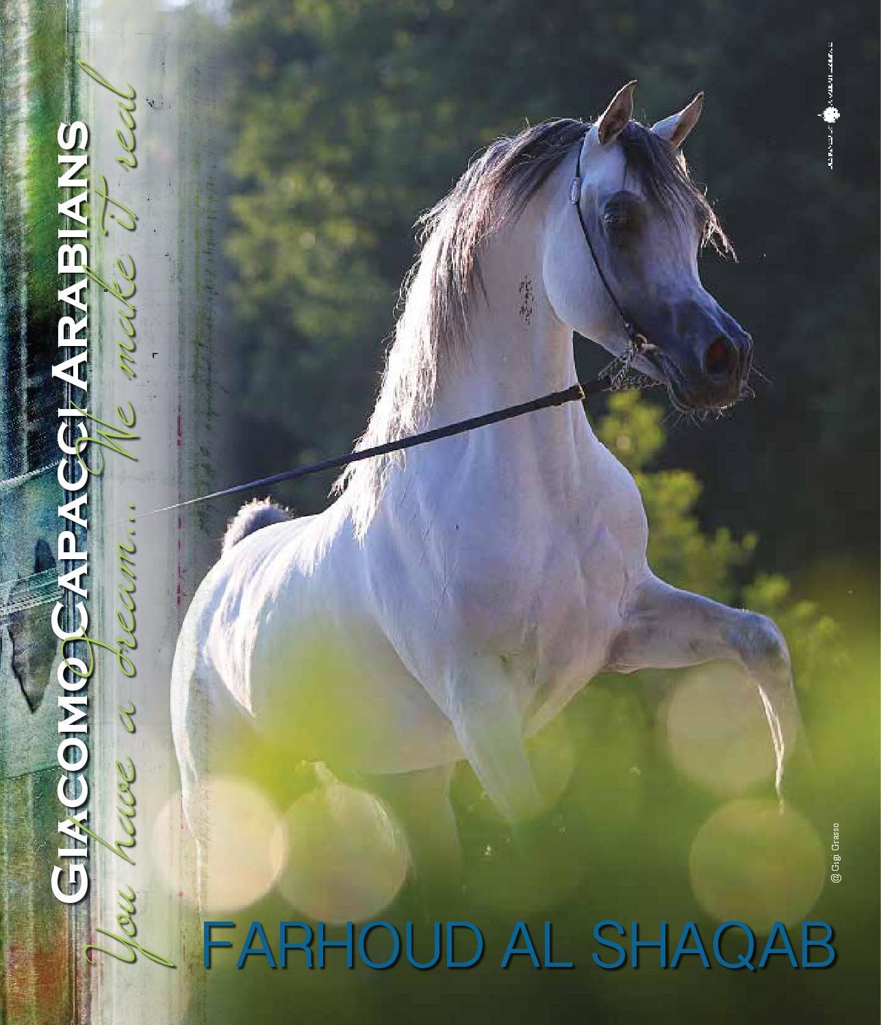 Farhoud Al Shaqab - Brochures - 2013 by ARABIAN ESSENCE di Elvis Giughera - Issuu