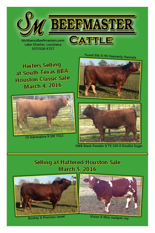 The Beefmaster Pay Weight - Spring 2016 by Beefmaster Breeders United ...