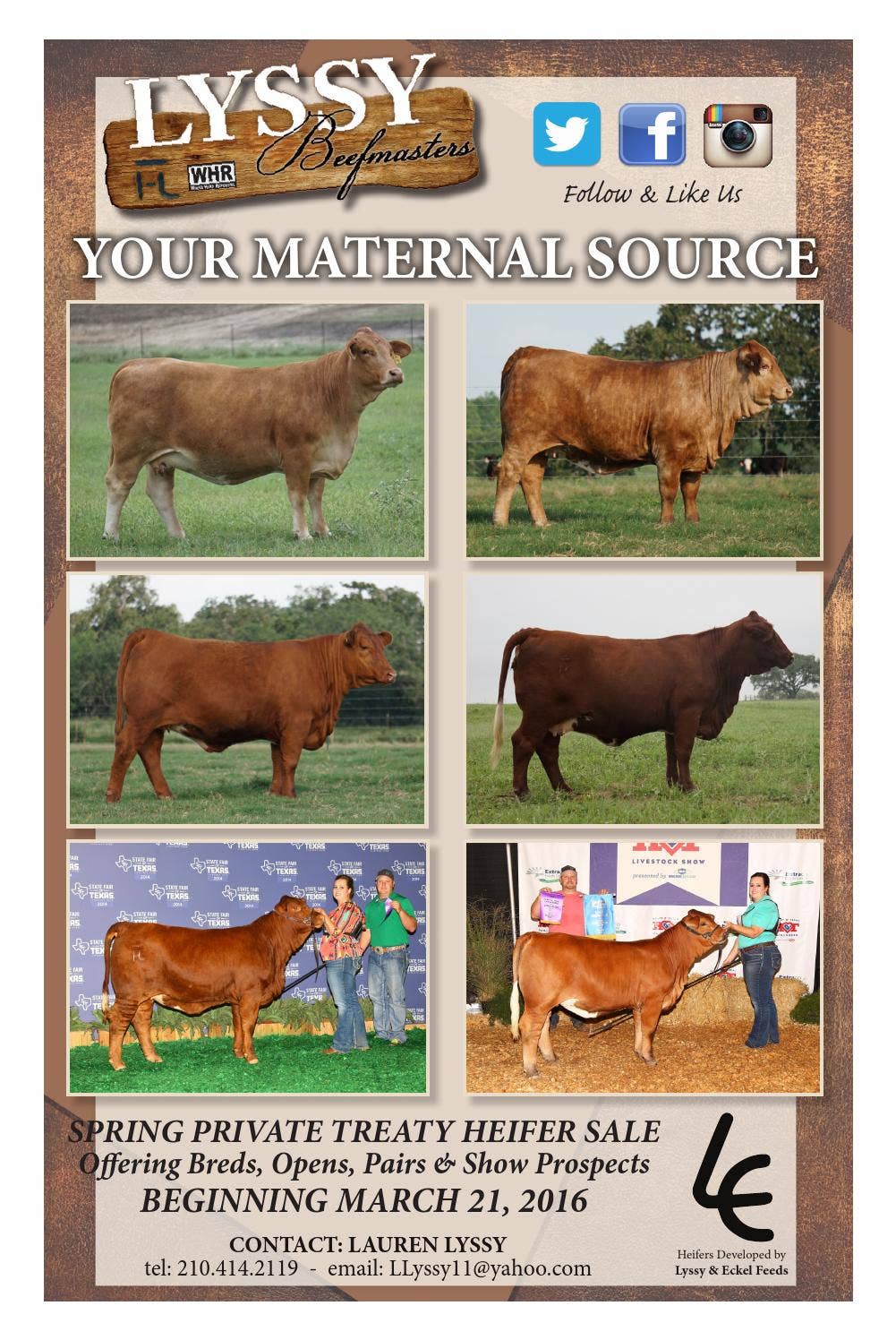 The Beefmaster Pay Weight - Spring 2016 by Beefmaster Breeders United ...