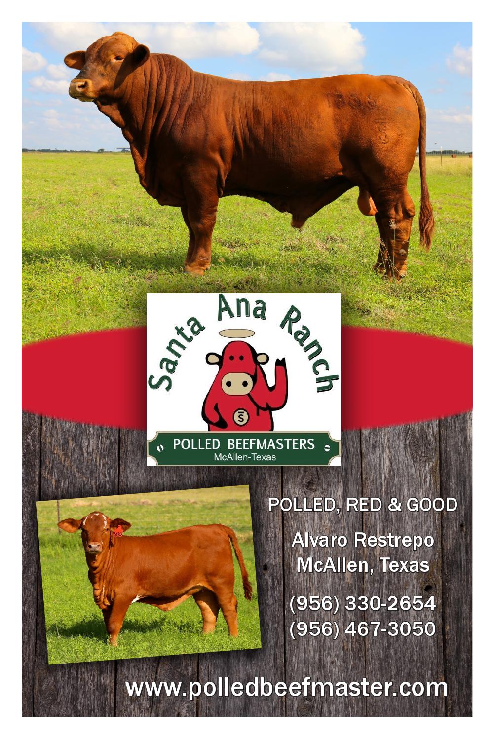 The Beefmaster Pay Weight - Spring 2016 by Beefmaster Breeders United ...