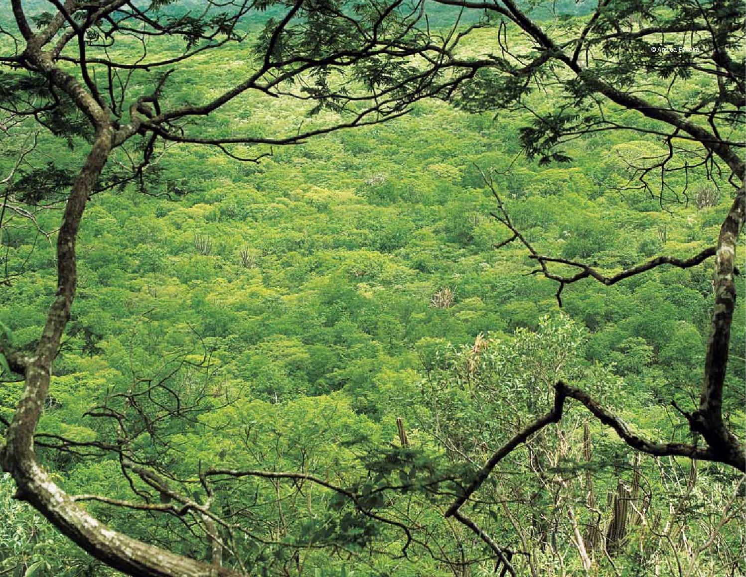 Libro chaco seco (3) by andrea ferreira - Issuu