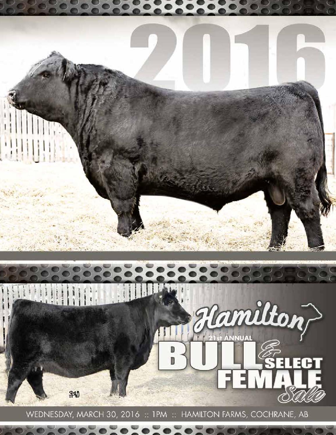 2016 Hamilton Farms Bull and Select Female Sale by Kim Matthews - Issuu