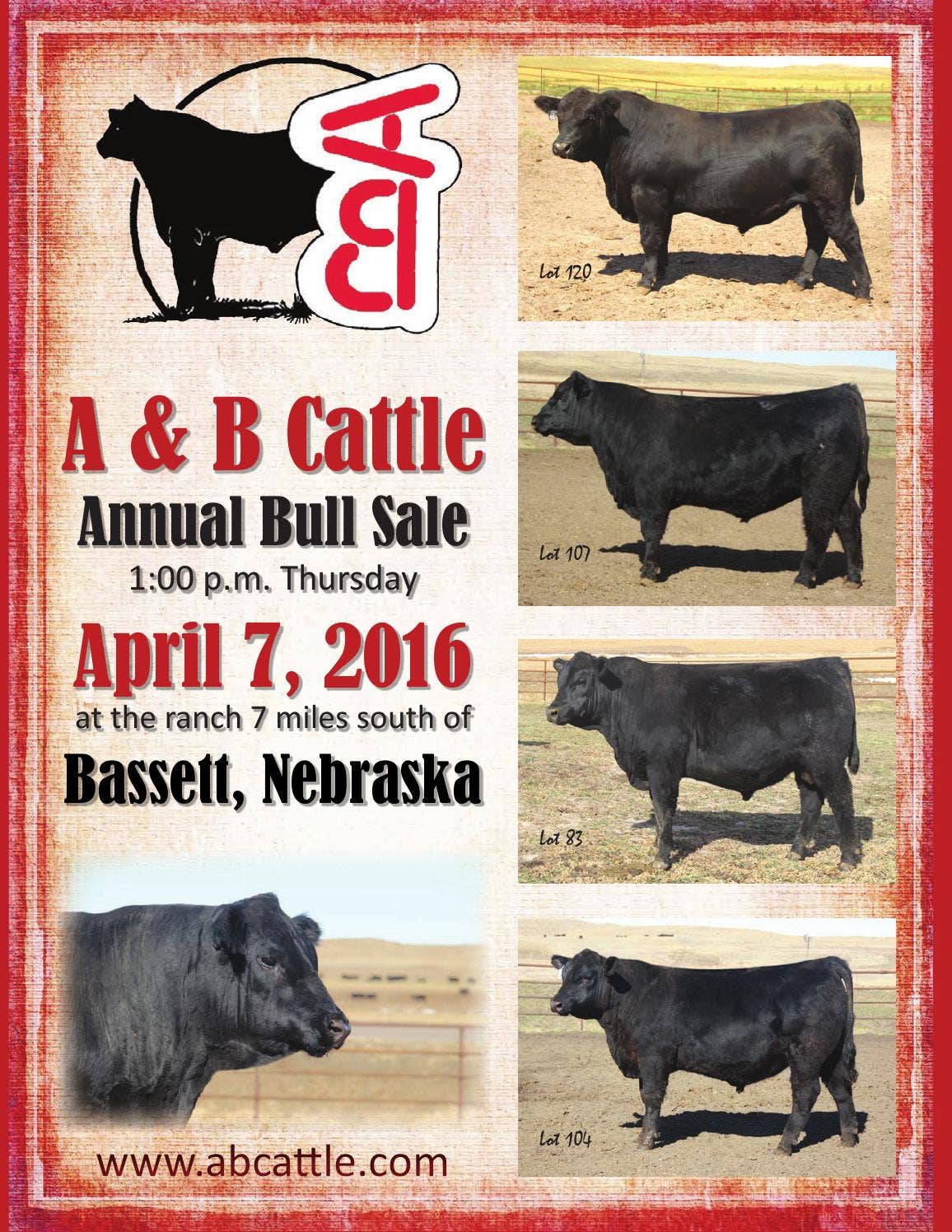 A and B Cattle 26th Annual Bull Sale by LivestockDirect - Issuu