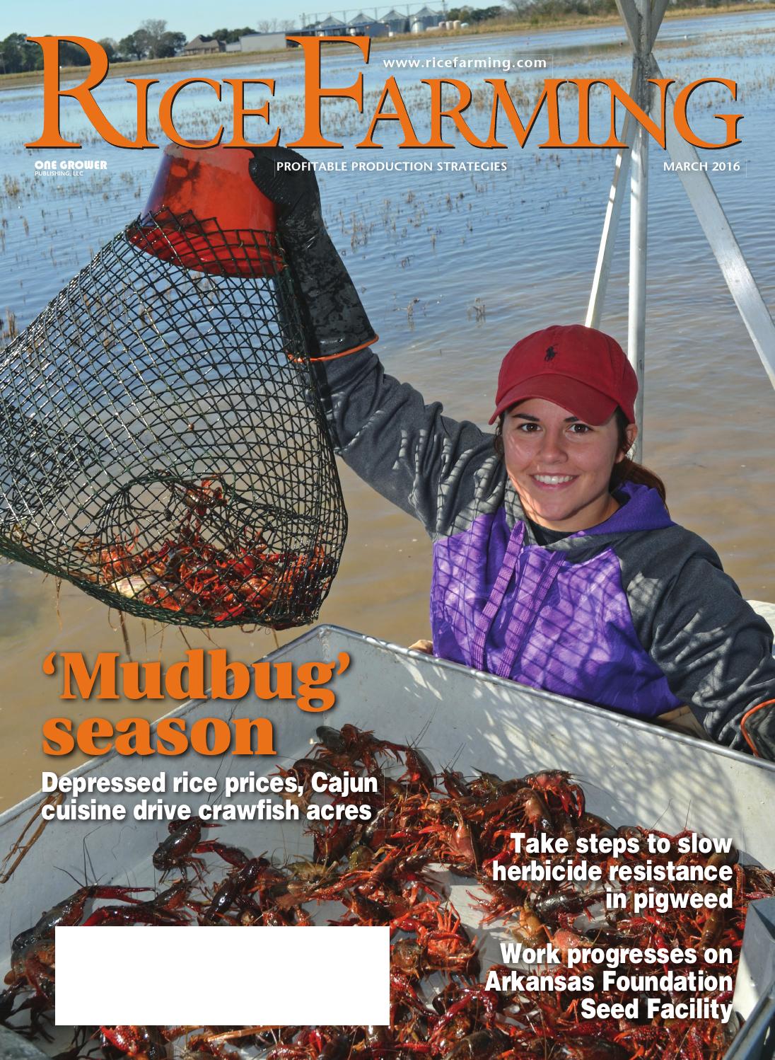 Rice farming march 2016 by One Grower Publishing - Issuu