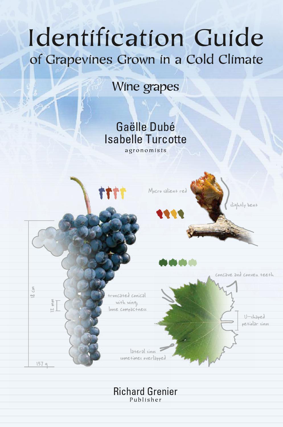 Identification Guide of Grapevines Grown in a cold Climate by CRAAQ - Issuu