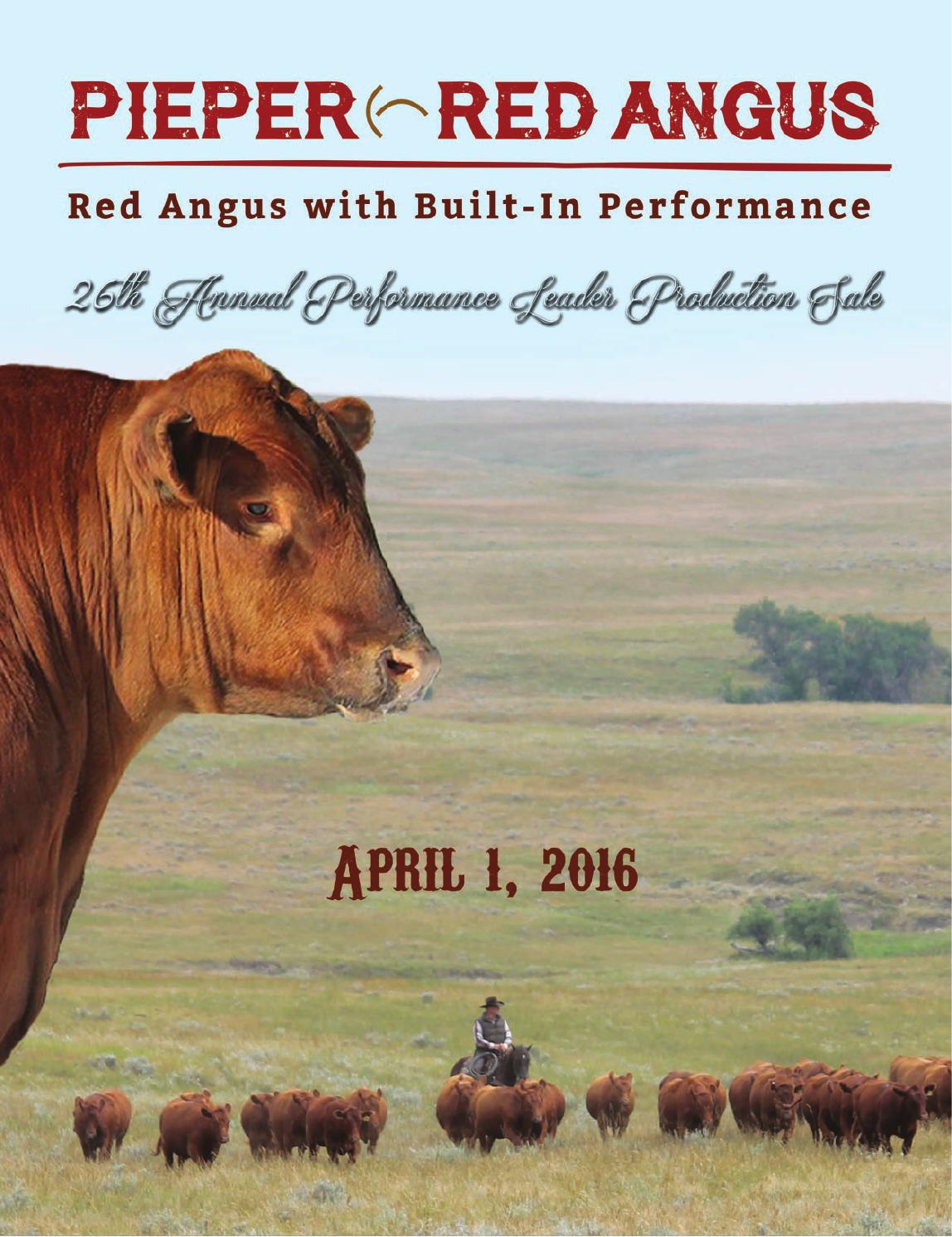 Pieper Red Angus 26th Annual Sale by Coyote Publishing Ltd. - Issuu