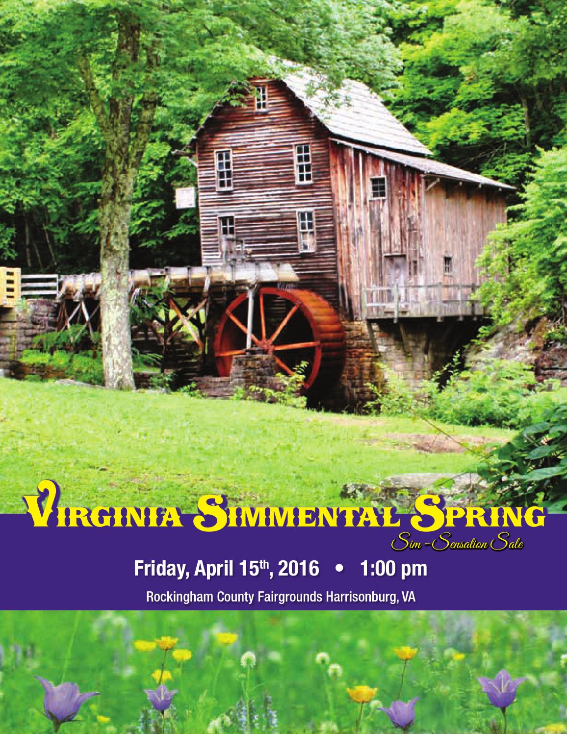 Virginia Simmental Spring Sim-Sensation Sale by Barbour Marketing ...