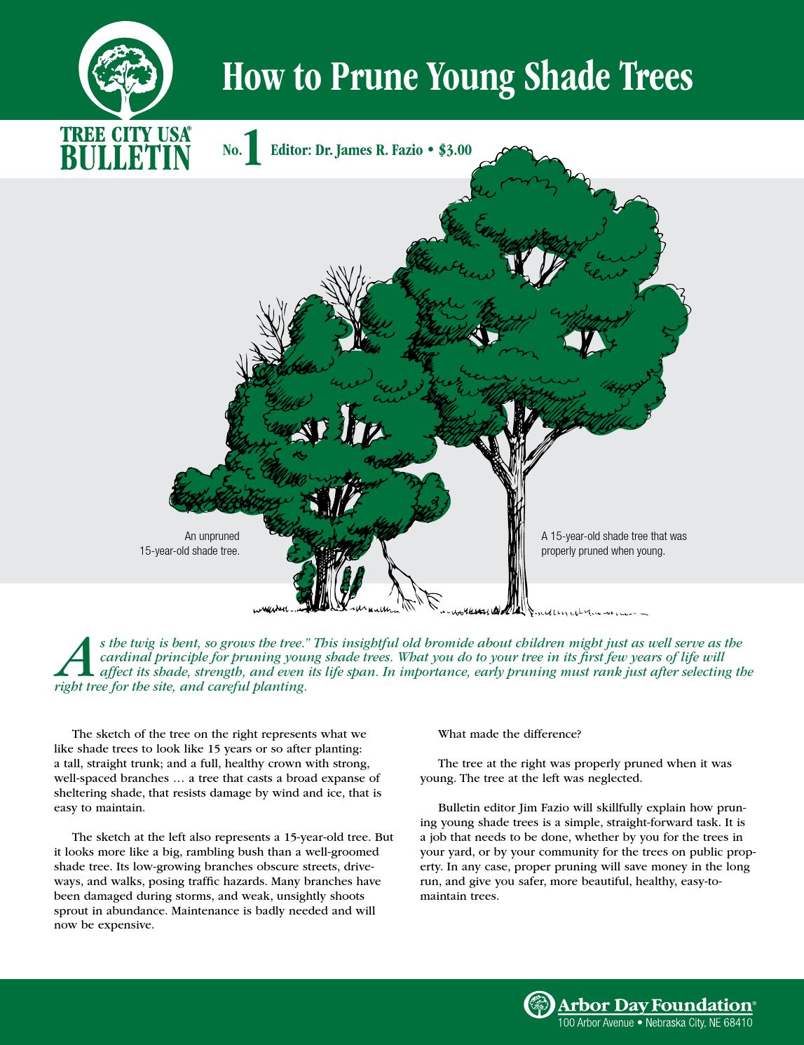 Tree City USA Bulletin #1: How to Prune Young Shade Trees by Arbor Day ...