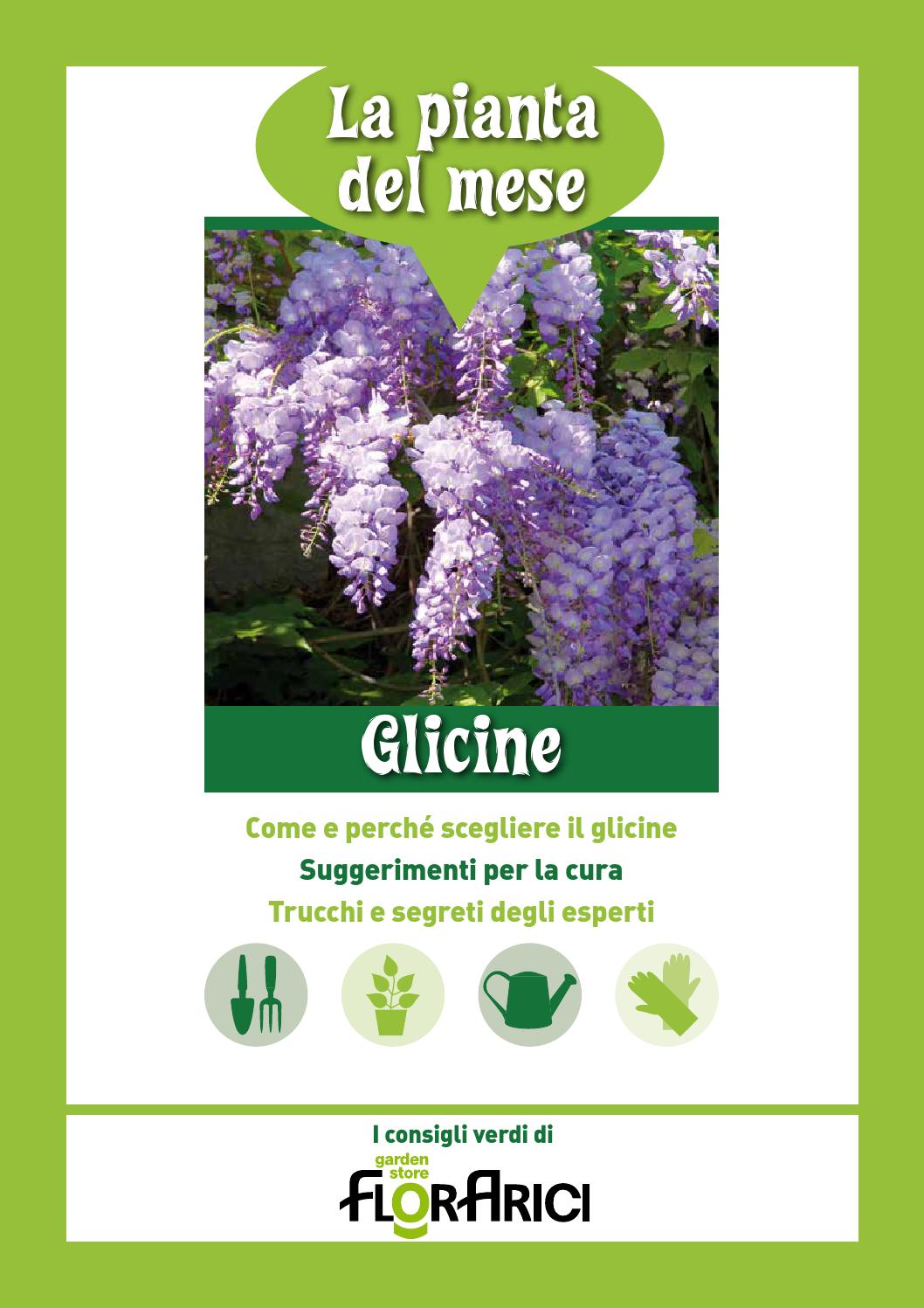 GLICINE - La pianta del mese di aprile 2016 di Florarici by paolo arici ...