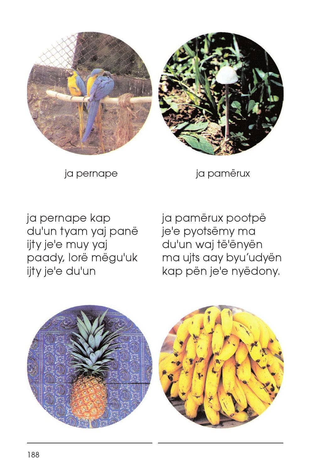 Lengua Mixe Güichicovi, Oaxaca Primer Grado by Xochipilli Indígena - Issuu