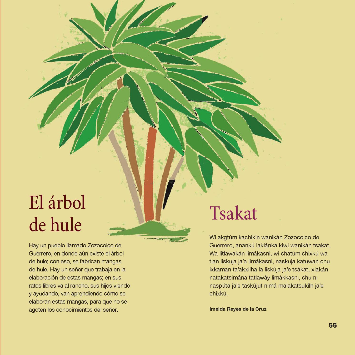 El arbol de hule by DGEI INDIGENA - Issuu