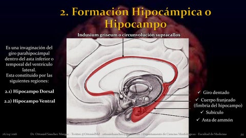 Sistema olfatorio y limbico by Ottoniel Sánchez - Issuu